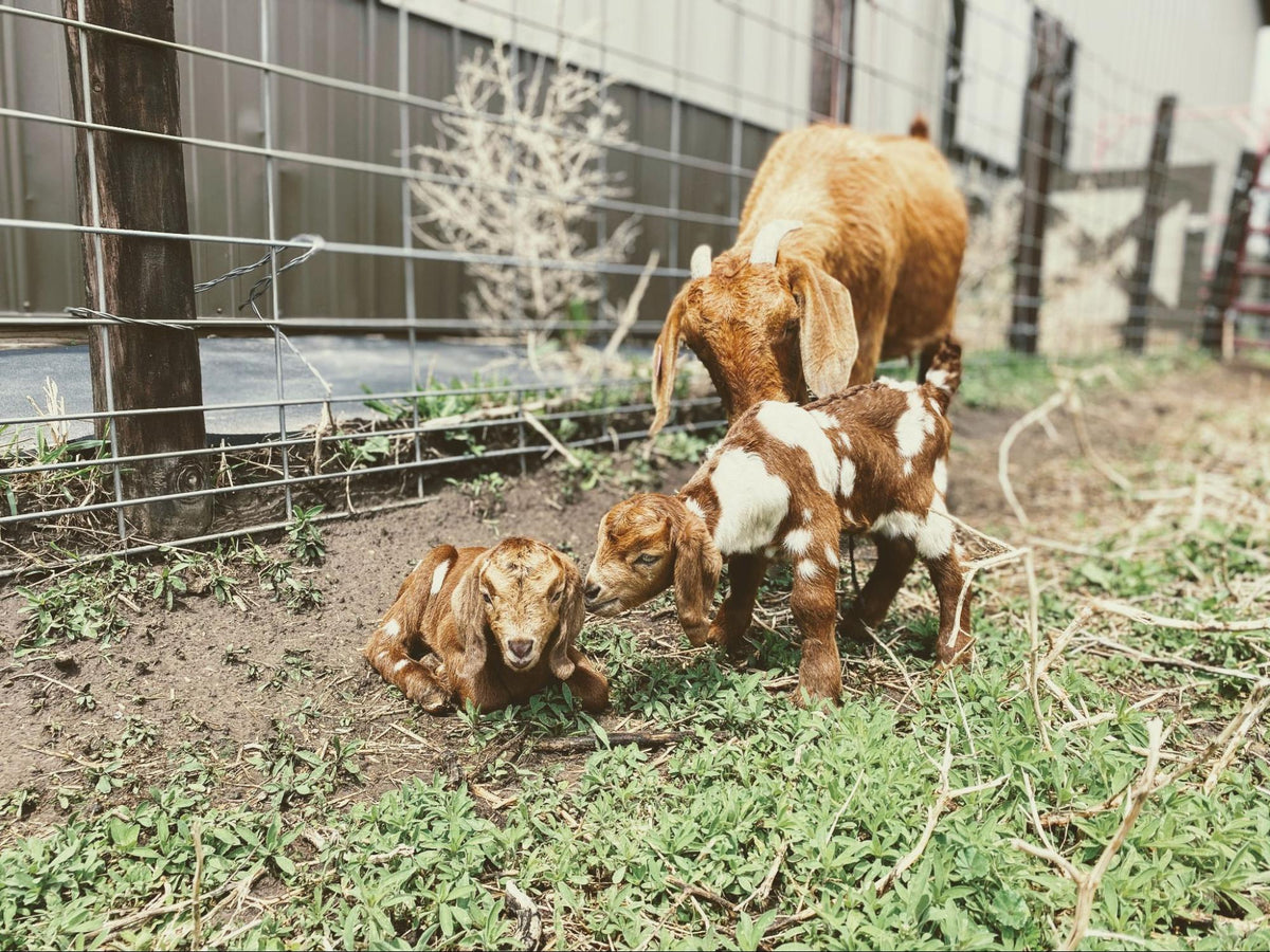 Understanding the Nutritional Needs of Pregnant and Lactating Goats – GOAT Soap