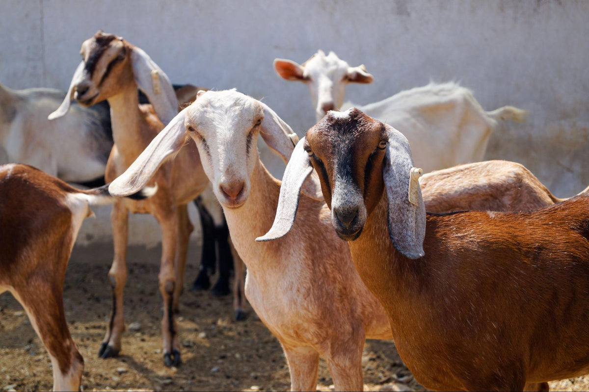 Managing and Preventing Aggression in Goats: How To Deal With an Aggre ...