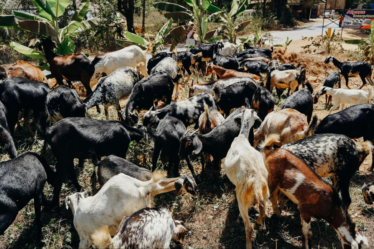 Keep Your Goats In Check: Goat Herding Like a Pro – GOAT Soap